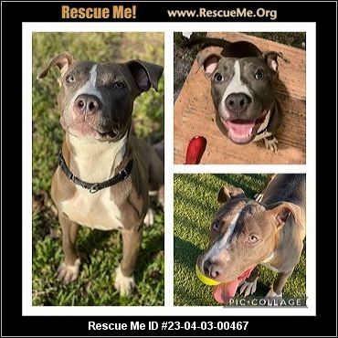 - Florida Pit Bull Rescue - ADOPTIONS - Rescue Me!
