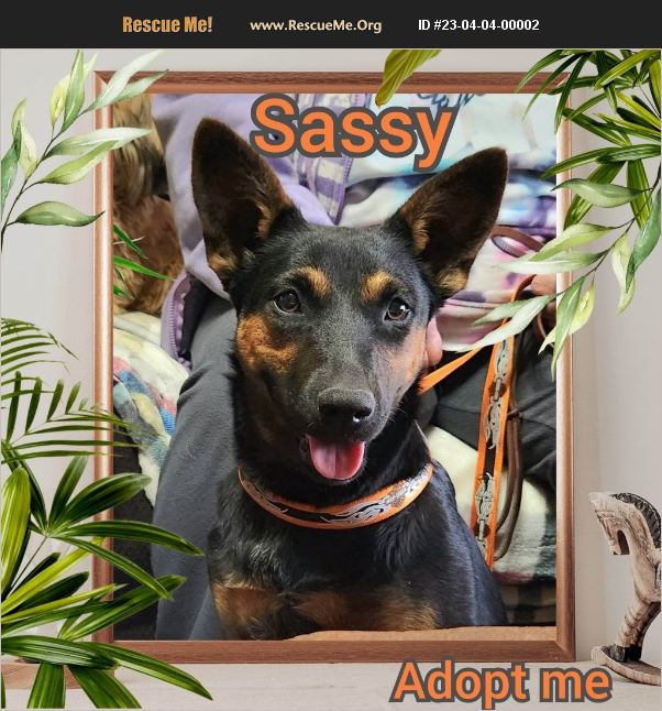 ADOPT 23040400002 ~ German Pinscher Rescue ~ Grove, OK