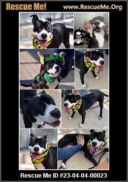 - Rhode Island Dog Rescue - ADOPTIONS - Rescue Me!