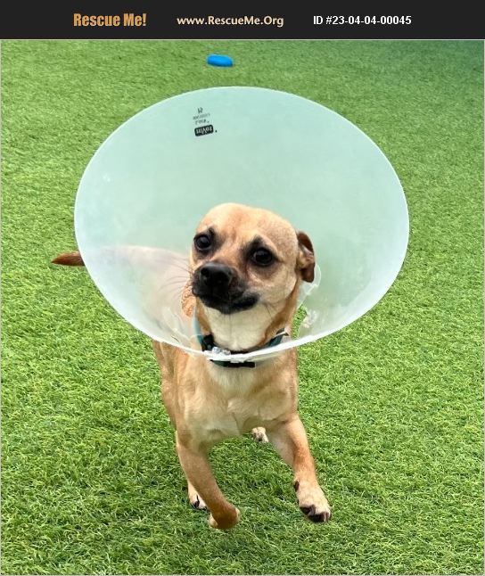 ADOPT 23040400045 ~ Chihuahua Rescue ~ Chittenden County, VT