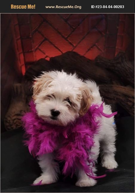 ADOPT 23040400203 ~ Maltese Rescue ~ Eugene, OR