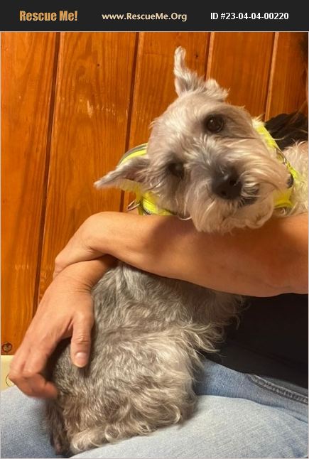 ADOPT 23040400220 ~ Schnauzer Rescue ~ Fernandina Beach, FL