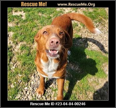 - Ohio Irish Setter Rescue - ADOPTIONS - Rescue Me!
