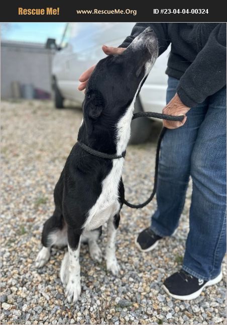 ADOPT 23040400324 ~ Border Collie Rescue ~ Seattle, WA