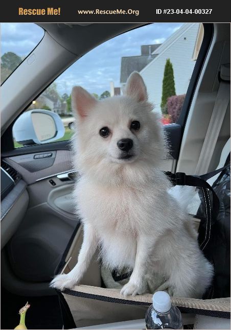 ADOPT 23040400327 ~ Pomeranian Rescue ~ Yorktown, VA