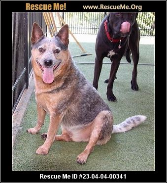 - California Australian Cattle Dog Rescue - ADOPTIONS - Rescue Me!