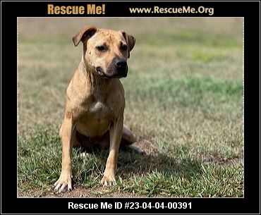 - Florida Black Mouth Cur Rescue - ADOPTIONS - Rescue Me!