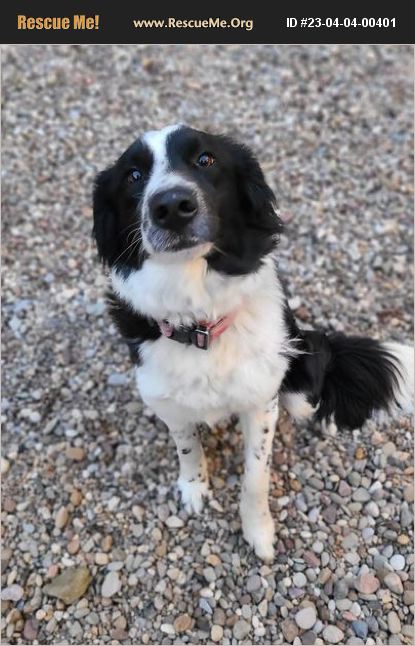 ADOPT 23040400401 ~ Border Collie Rescue ~ Woodsfield, OH