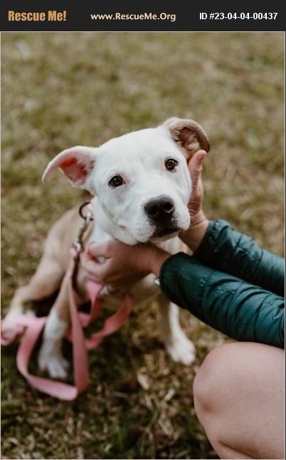 ADOPT 23040400437 ~ Pit Bull Rescue ~ Greenville, NC