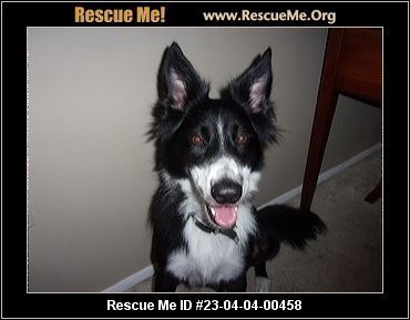 - Florida Border Collie Rescue - ADOPTIONS - Rescue Me!