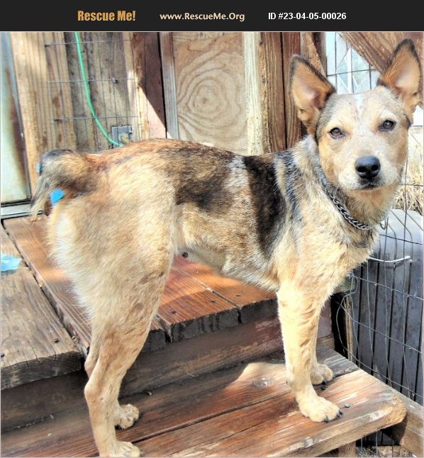 ADOPT 23040500026 ~ Australian Cattle Dog Rescue ~ Seattle, WA