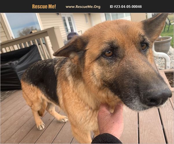 ADOPT 23040500046 ~ German Shepherd Rescue ~ Moses Lake, WA