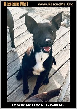 - Georgia Border Collie Rescue - ADOPTIONS - Rescue Me!