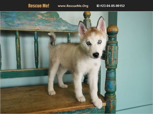 ADOPT 23040500152 ~ Siberian Husky Rescue ~ San Antonio, TX
