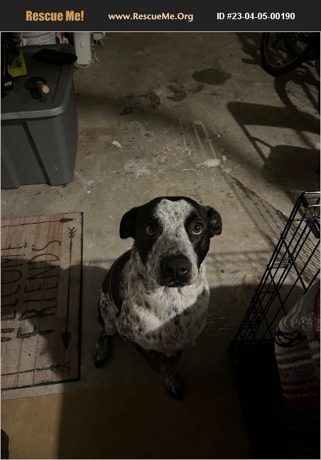 ADOPT 23040500190 ~ Pointer Rescue ~ The Woodlands, TX