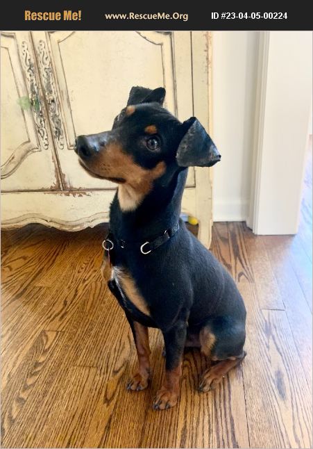 ADOPT 23040500224 ~ Miniature Pinscher Rescue ~ Stratford, CT