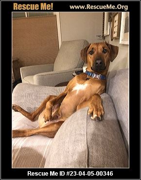 - Michigan Rhodesian Ridgeback Rescue - ADOPTIONS - Rescue Me!