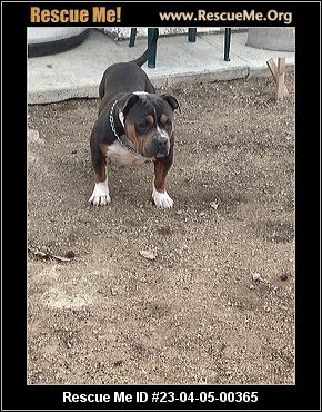 - California American Bulldog Rescue - ADOPTIONS - Rescue Me!