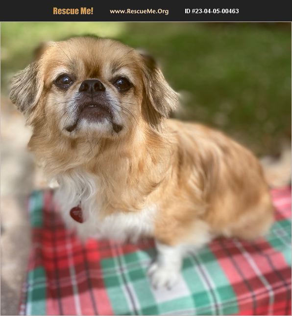 ADOPT 23040500463 ~ Pekingese Rescue ~ Pensacola, FL