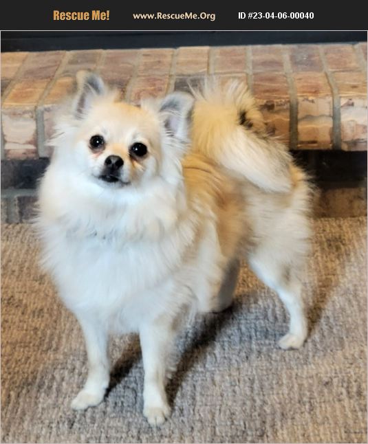 ADOPT 23040600040 ~ Pomeranian Rescue ~ Lisbon, IA