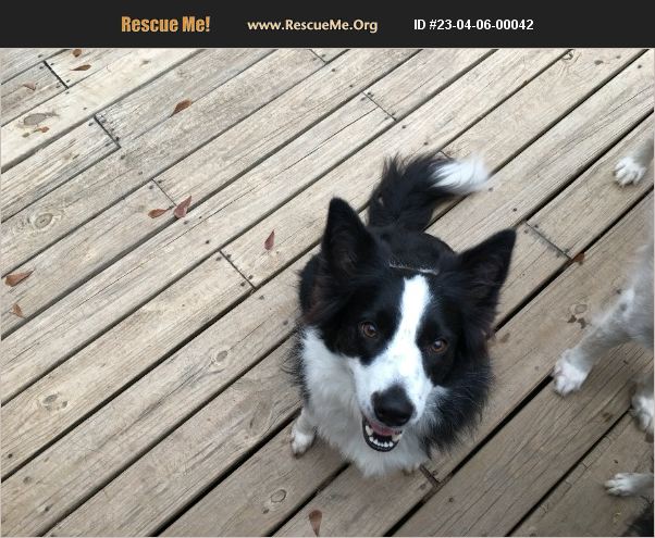 ADOPT 23040600042 ~ Border Collie Rescue ~ Epworth, GA