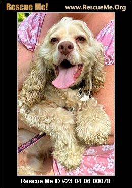 - Florida Cocker Spaniel Rescue - ADOPTIONS - Rescue Me!