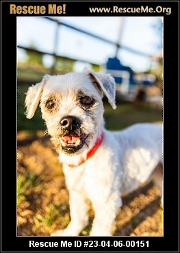 - Florida Maltese Rescue - ADOPTIONS - Rescue Me!