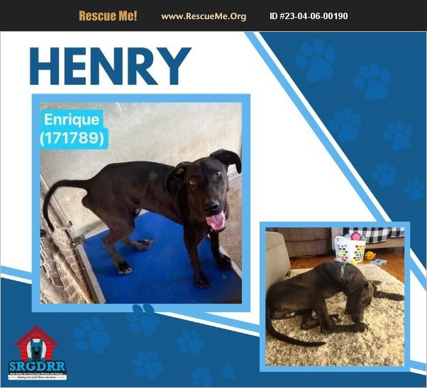 ADOPT 23040600190 ~ Great Dane Rescue ~ New York