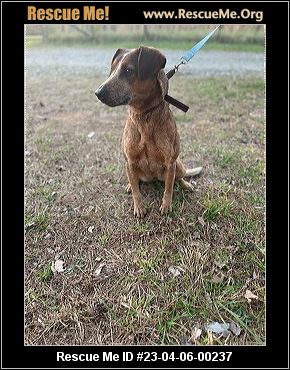 - North Carolina Australian Cattle Dog Rescue - ADOPTIONS - Rescue Me!