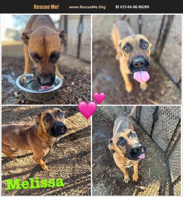 ADOPT 23040600269 ~ Rhodesian Ridgeback Rescue ~ Seattle, WA