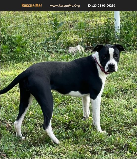 ADOPT 23040600280 ~ Boxer Rescue ~ haslet, TX