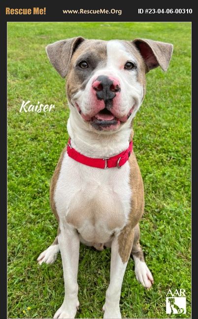 ADOPT 23040600310 ~ Pit Bull Rescue ~ Magnolia, TX