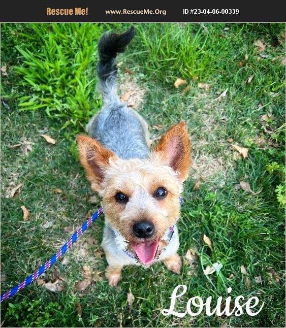 ADOPT 23040600339 ~ Yorkie Rescue ~ Woodstock, GA