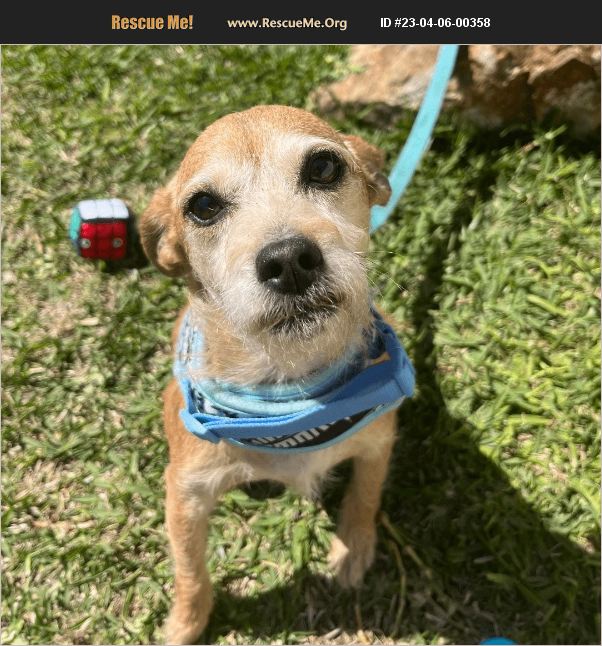 ADOPT 23040600358 ~ Border Terrier Rescue ~ Carlsbad, CA