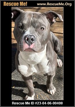- Colorado Pit Bull Rescue - ADOPTIONS - Rescue Me!