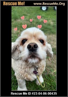 - Minnesota Dog Rescue - ADOPTIONS - Rescue Me!