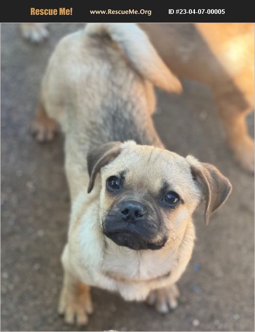 ADOPT 23040700005 ~ Pug Rescue ~ Scottsdale, AZ