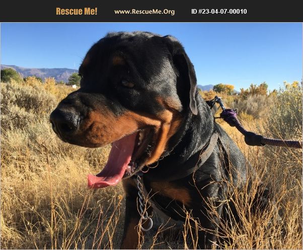 ADOPT 23040700010 ~ Rottweiler Rescue ~ Cedar city, UT