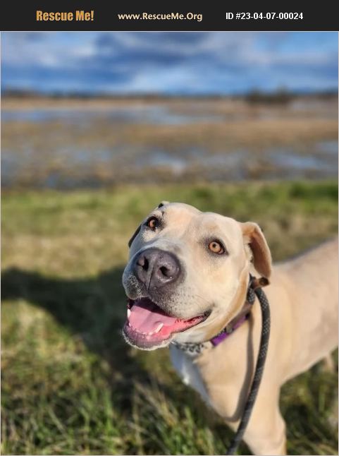 ADOPT 23040700024 ~ Pit Bull Rescue ~ Eugene, OR