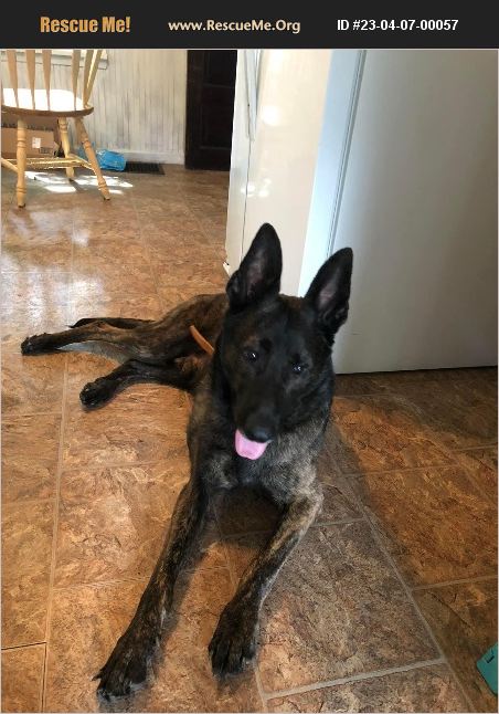 ADOPT 23040700057 ~ Dutch Shepherd Rescue ~ Jeromesville, OH