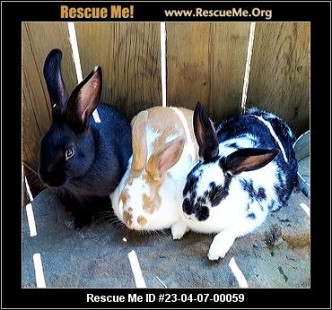 - Pennsylvania Rabbit Rescue - ADOPTIONS - Rescue Me!