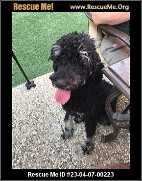 - California Poodle Rescue - ADOPTIONS - Rescue Me!