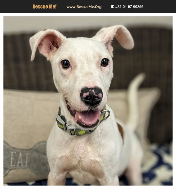 ADOPT 23040700256 ~ Bull Terrier Rescue ~ Tavares, FL