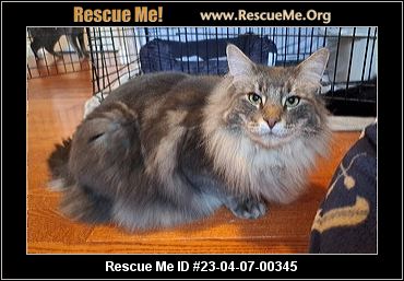 - Canada Cat Rescue - ADOPTIONS - Rescue Me!