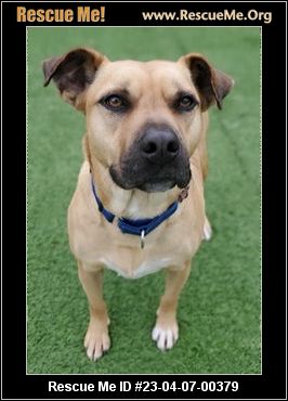 - Georgia Boxer Rescue - ADOPTIONS - Rescue Me!