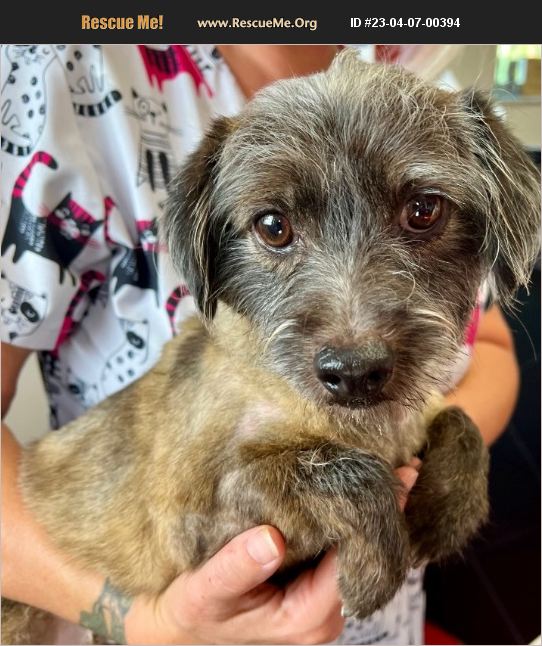 ADOPT 23040700394 ~ Schnauzer Rescue ~ Fort Myers, FL