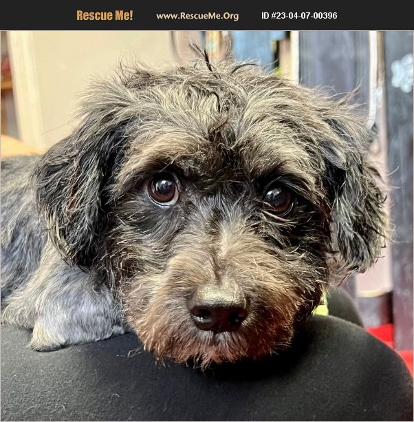 ADOPT 23040700396 ~ Schnauzer Rescue ~ Fort Myers, FL