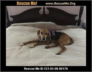 - Virginia Black and Tan Coonhound Rescue - ADOPTIONS - Rescue Me!