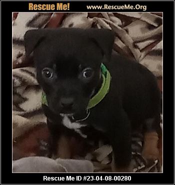 - Iowa Dog Rescue - ADOPTIONS - Rescue Me!