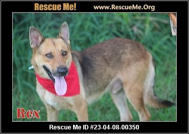 - Texas Basenji Rescue - ADOPTIONS - Rescue Me!